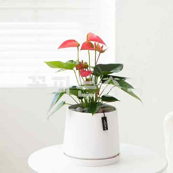 탁상용 안시리움 배민 장보기∙쇼핑