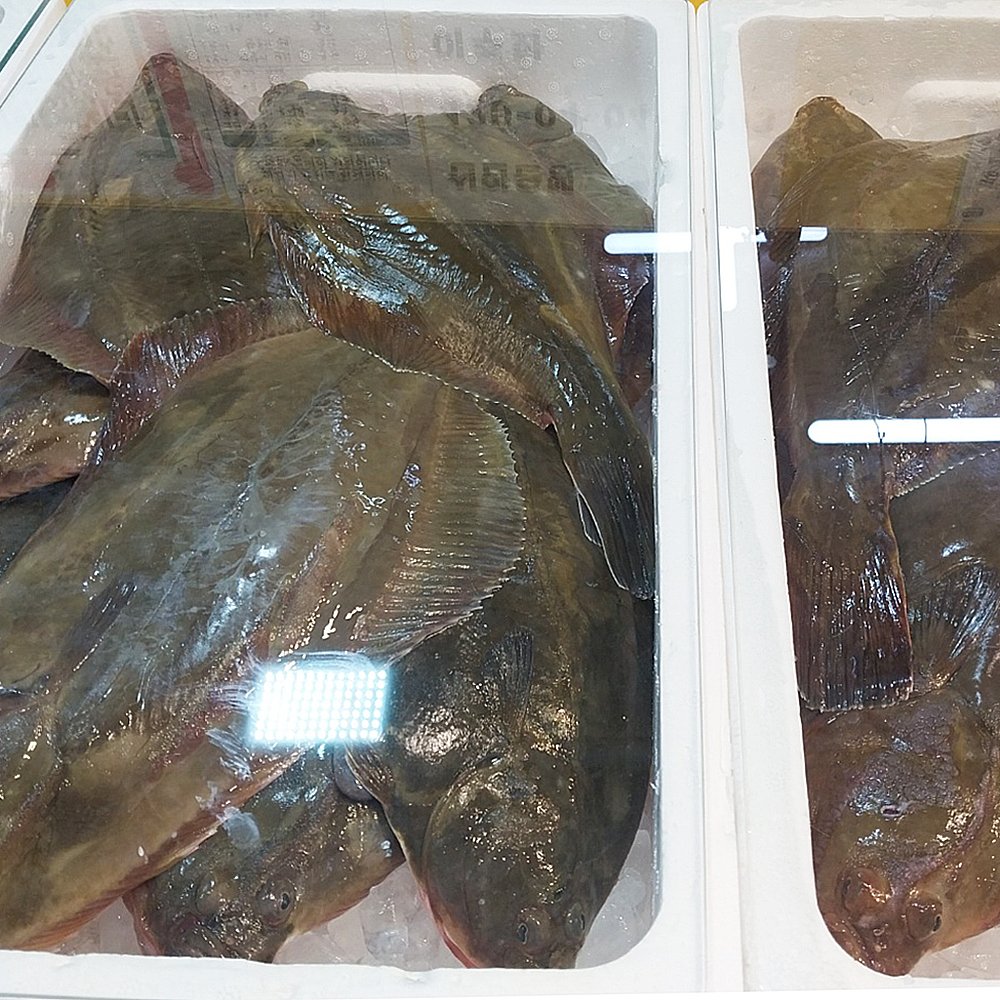 제철맞은 향긋한 국산 도다리 생물 1마리 중동 조아수산 배민 장보기∙쇼핑