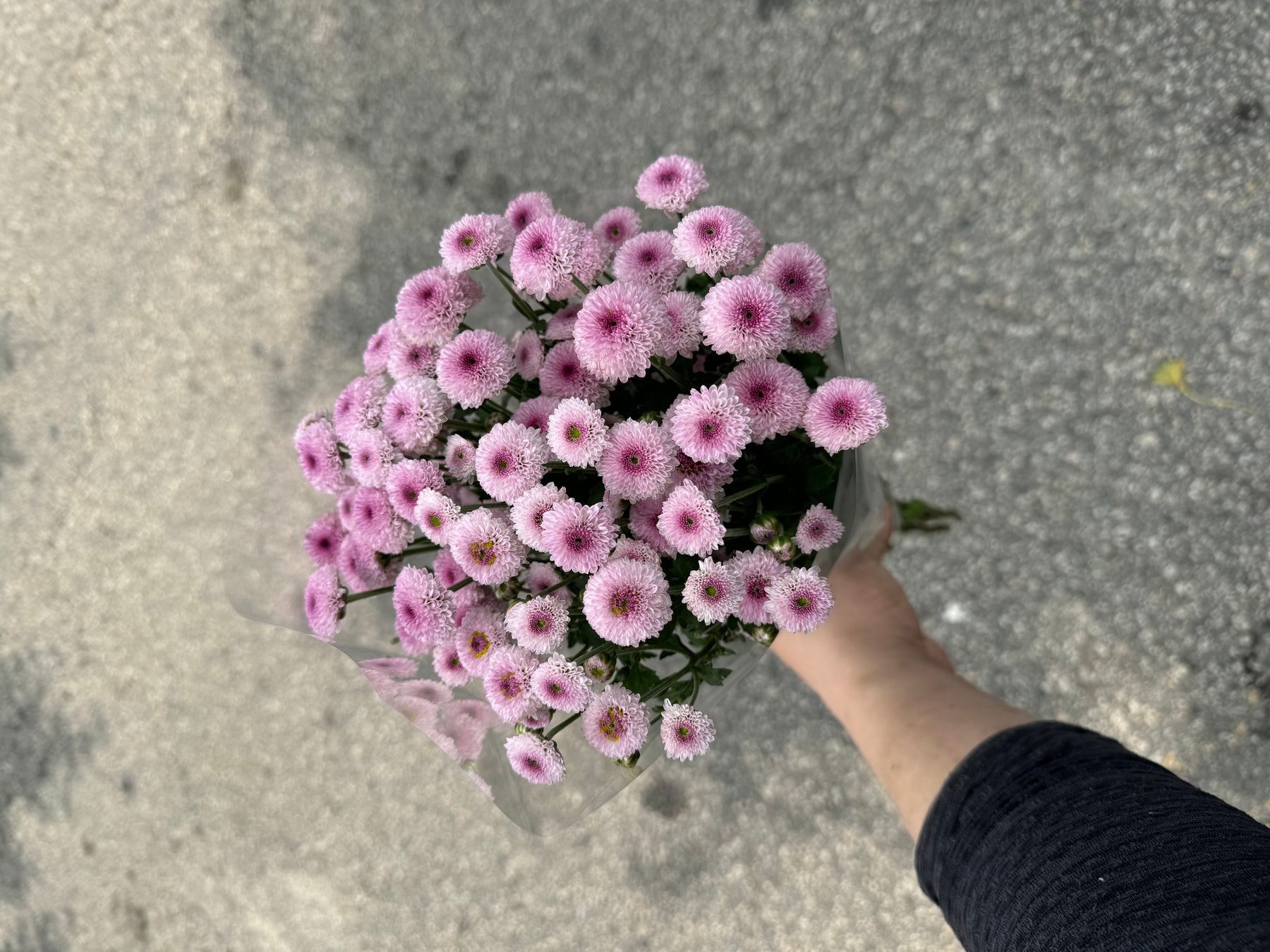 핑크소국화노포장 배민 장보기∙쇼핑