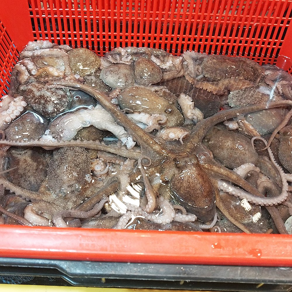 통으로 드리는 국산 산낙지中 1마리 중동 조아수산 배민 장보기∙쇼핑