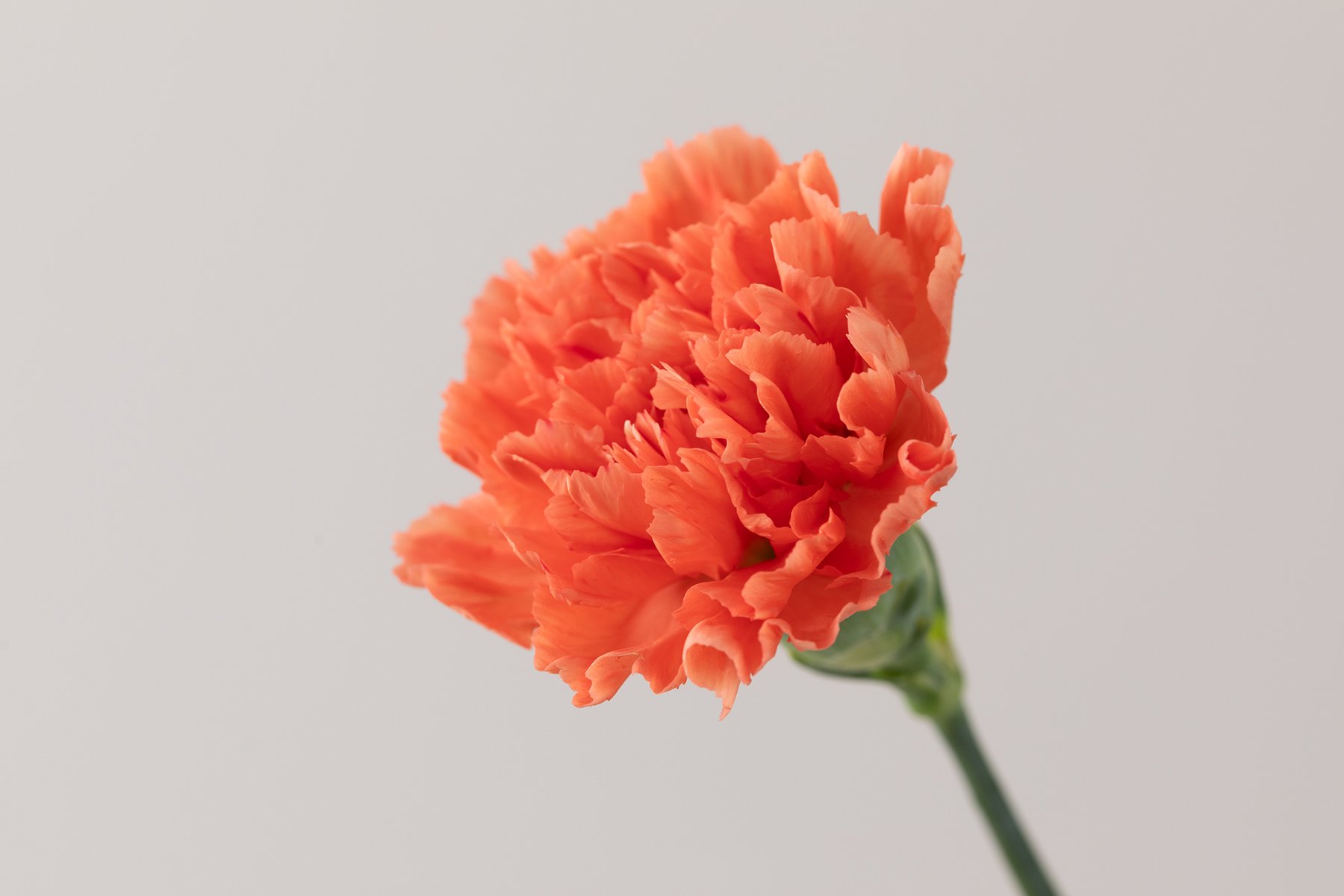 카네이션 한송이 배민 장보기∙쇼핑