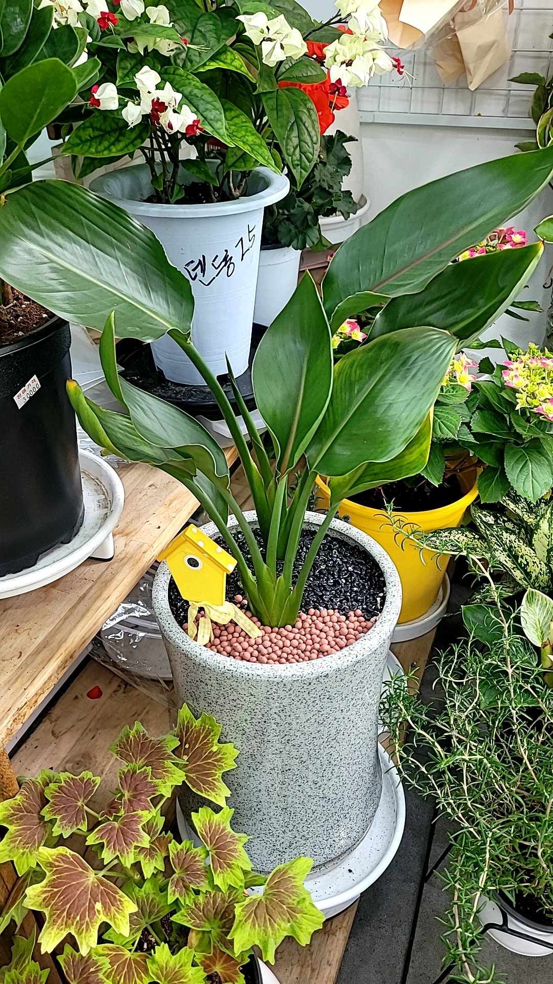 여인초 화분 개업 선물 추천 배민 장보기∙쇼핑