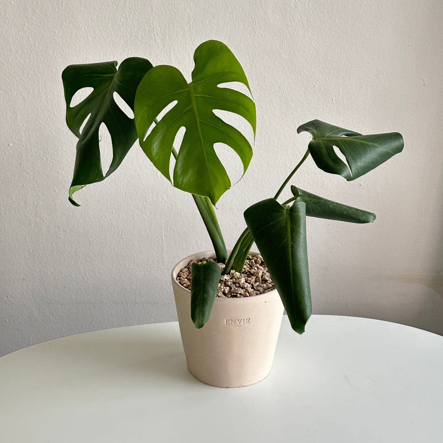 몬스테라소 배민 장보기∙쇼핑