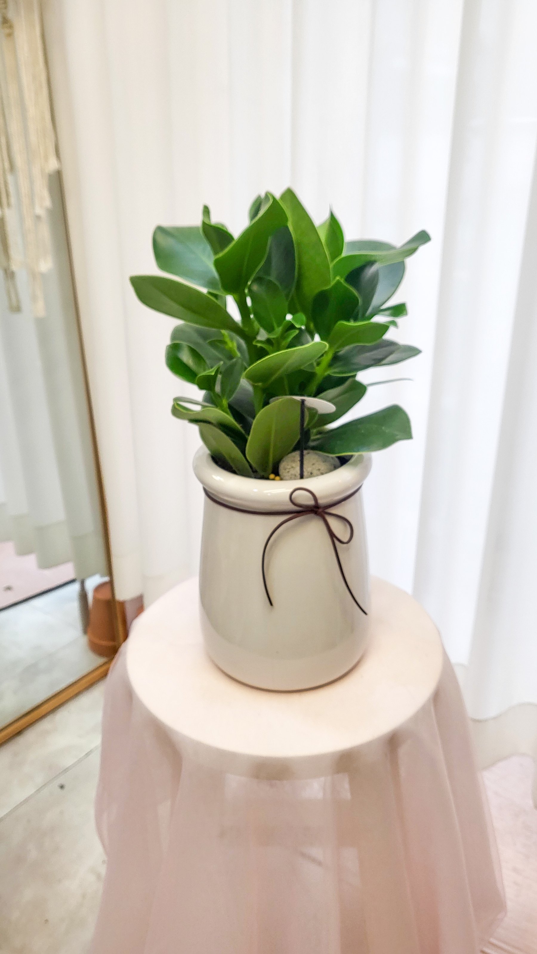 공기정화식물 크루시아 화분쇼핑백 포함 배민 장보기∙쇼핑