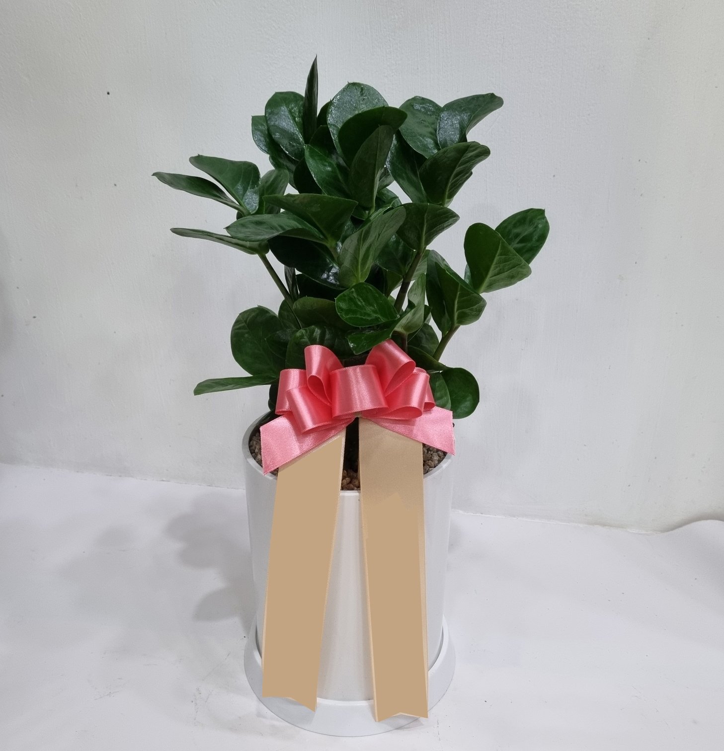 럭키금전수 화분 M 배민 장보기∙쇼핑