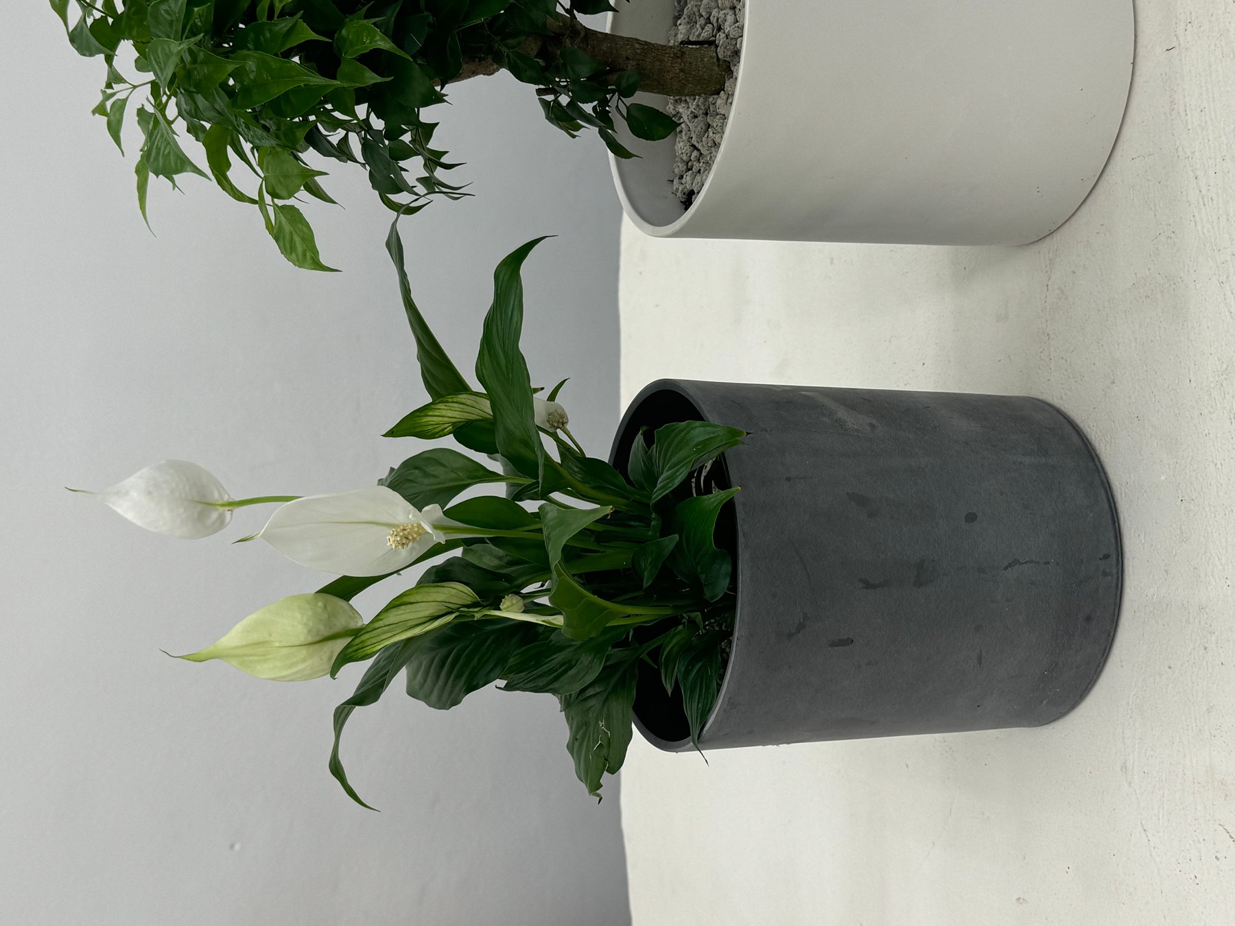 집들이개업 중형화분 스파티필름 배민 장보기∙쇼핑