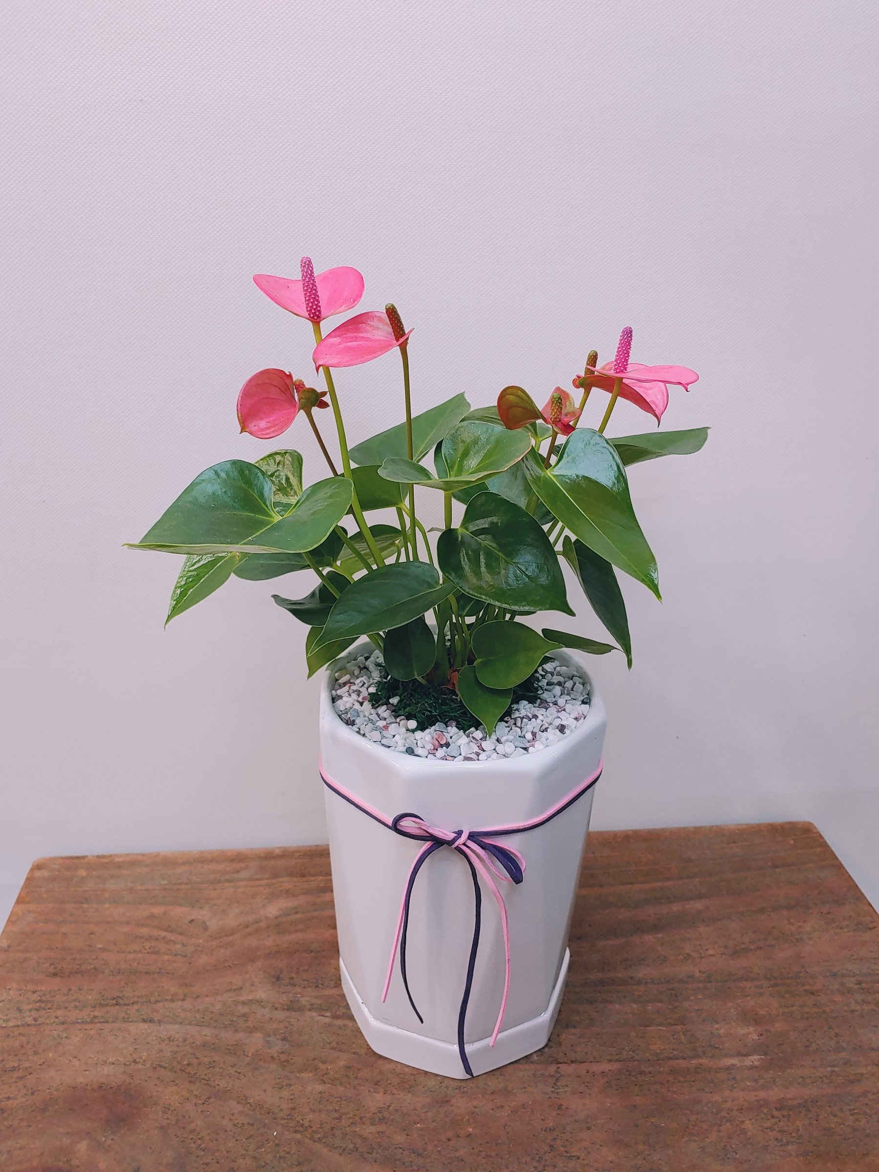 화분 안시리움 배민 장보기∙쇼핑