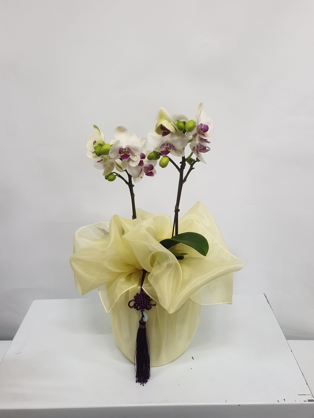 포춘 화이트 픽업용 2대4대6대 배민 장보기∙쇼핑