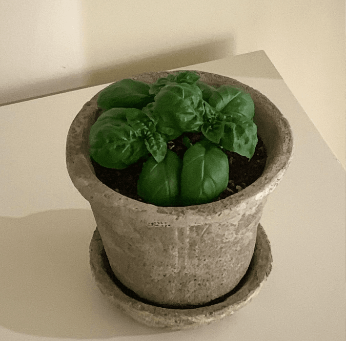 바질화분 배민 장보기∙쇼핑