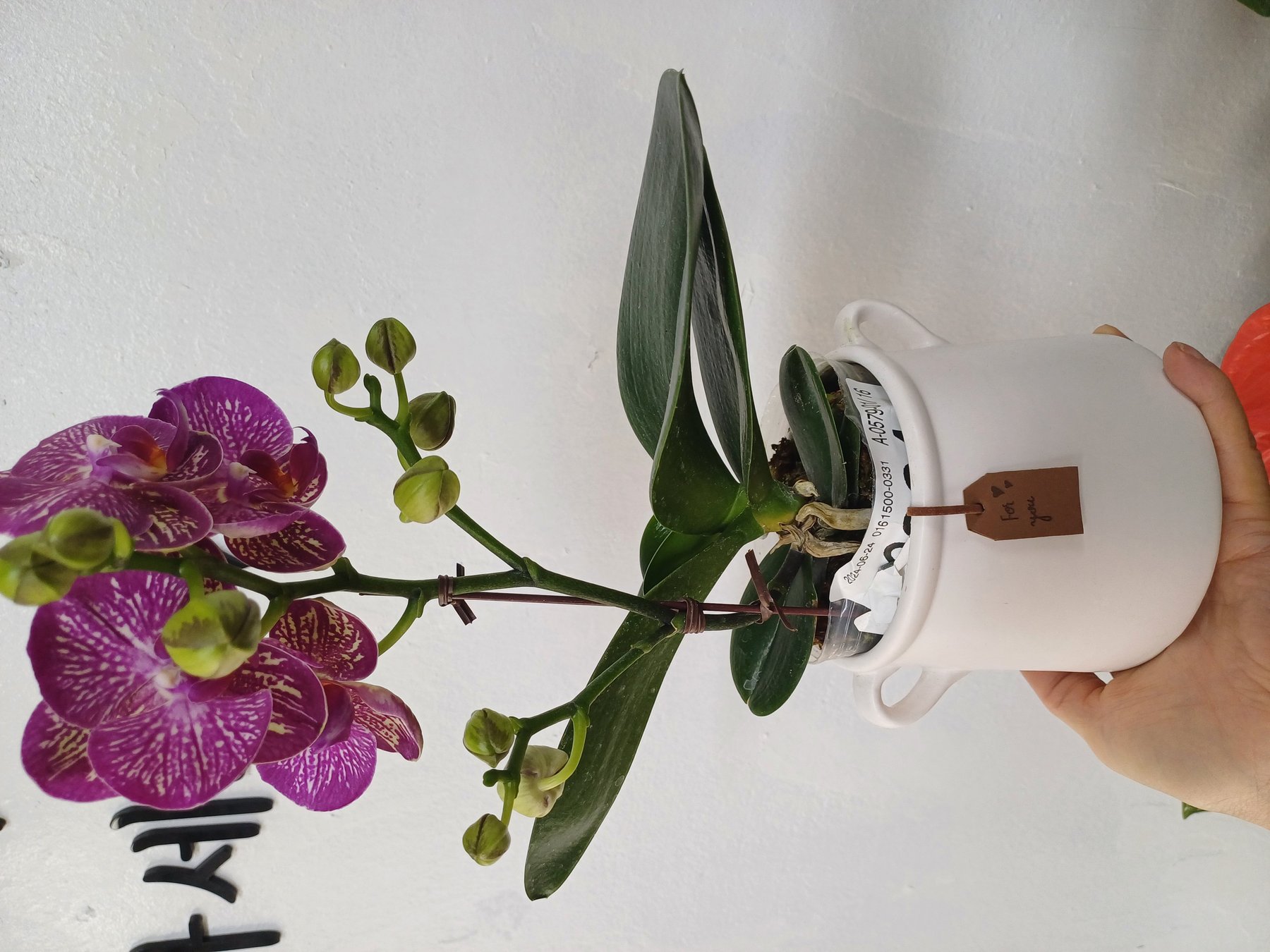 서양난꽃 배민 장보기∙쇼핑
