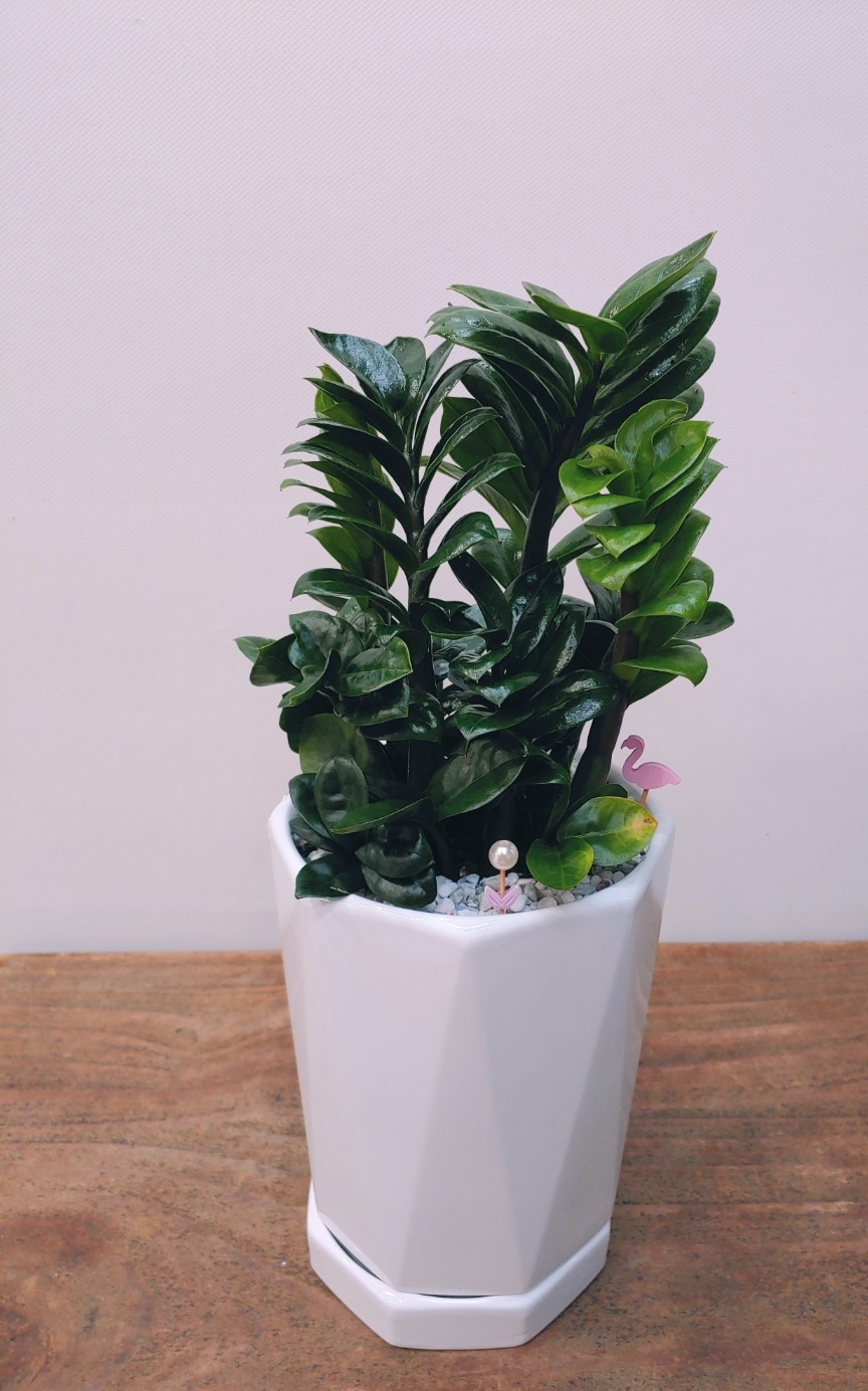 화분 금전수s 배민 장보기∙쇼핑