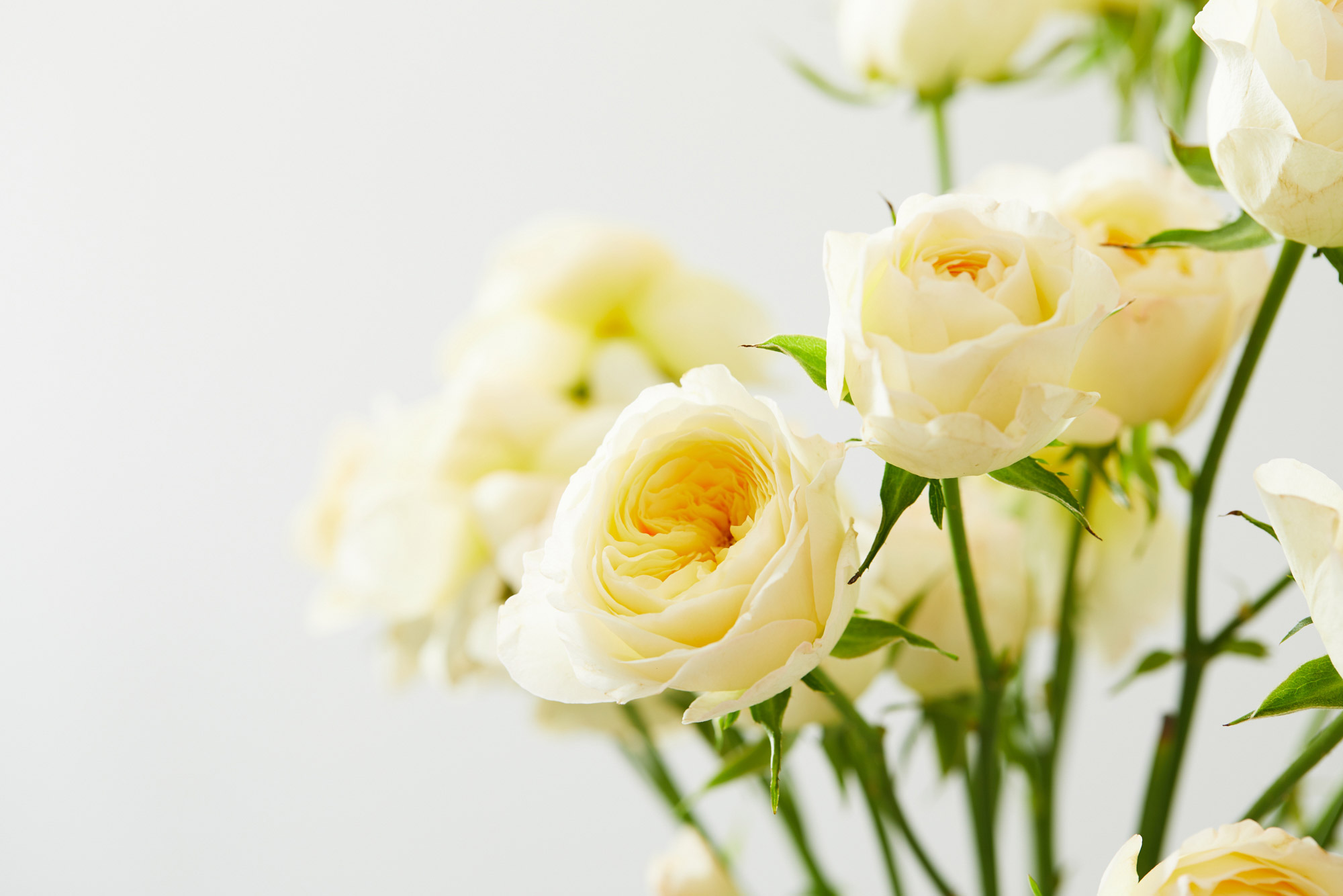 장미 미색 한송이 배민 장보기∙쇼핑