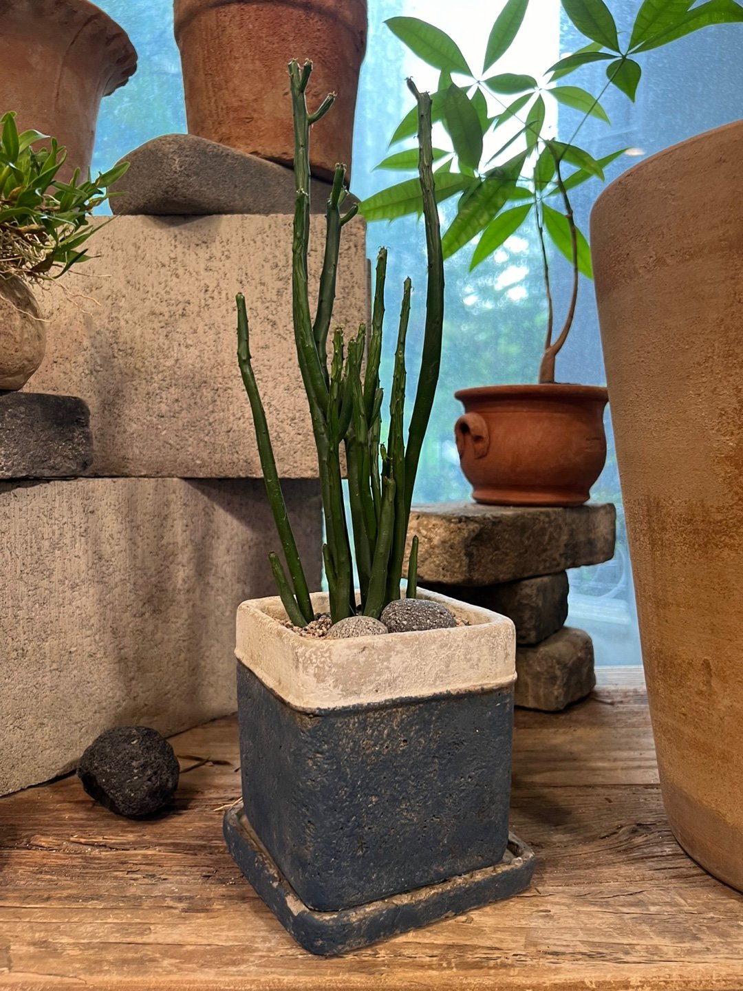 연필 선인장 선물용 화분 중 배민 장보기∙쇼핑
