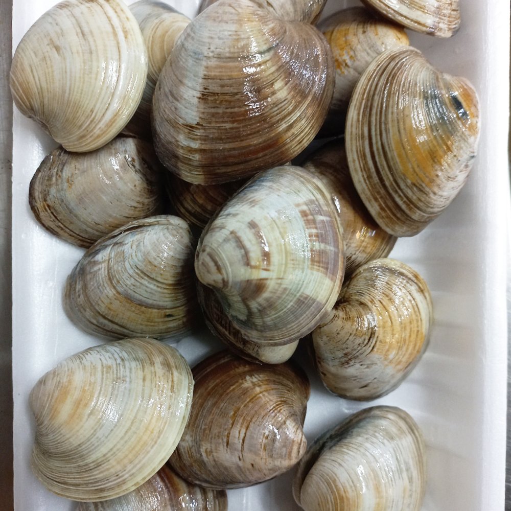 당일 산지직송 국물 우려내기 좋은 백생합 1kg 한민 대천수산 배민 장보기∙쇼핑