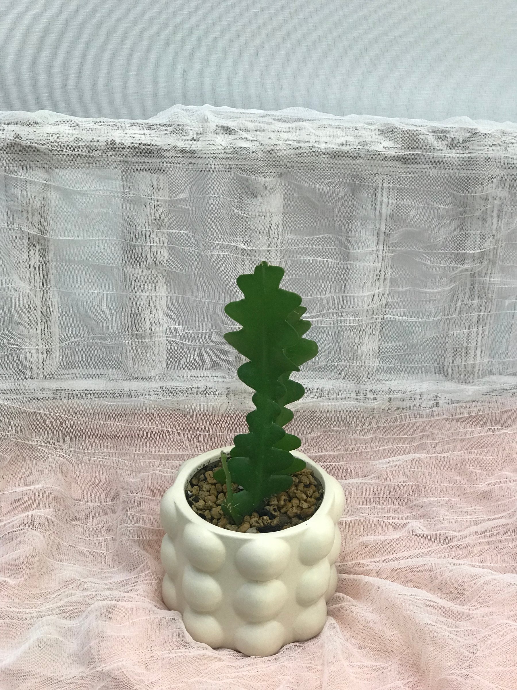 피쉬본 배민 장보기∙쇼핑