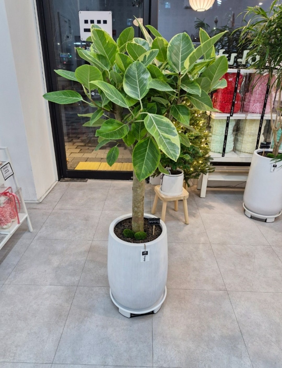 뱅갈고무나무 개업화분 배민 장보기∙쇼핑