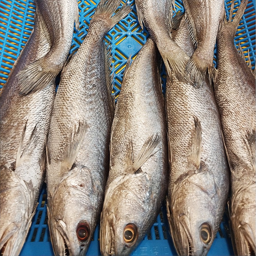 기력회복 손질해서 말린 민어 1마리 중동 조아수산 배민 장보기∙쇼핑