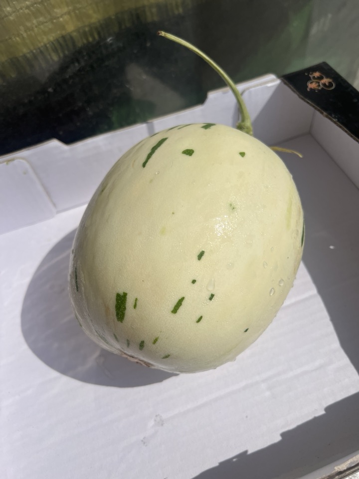 백자 메론 1개 배민 장보기∙쇼핑