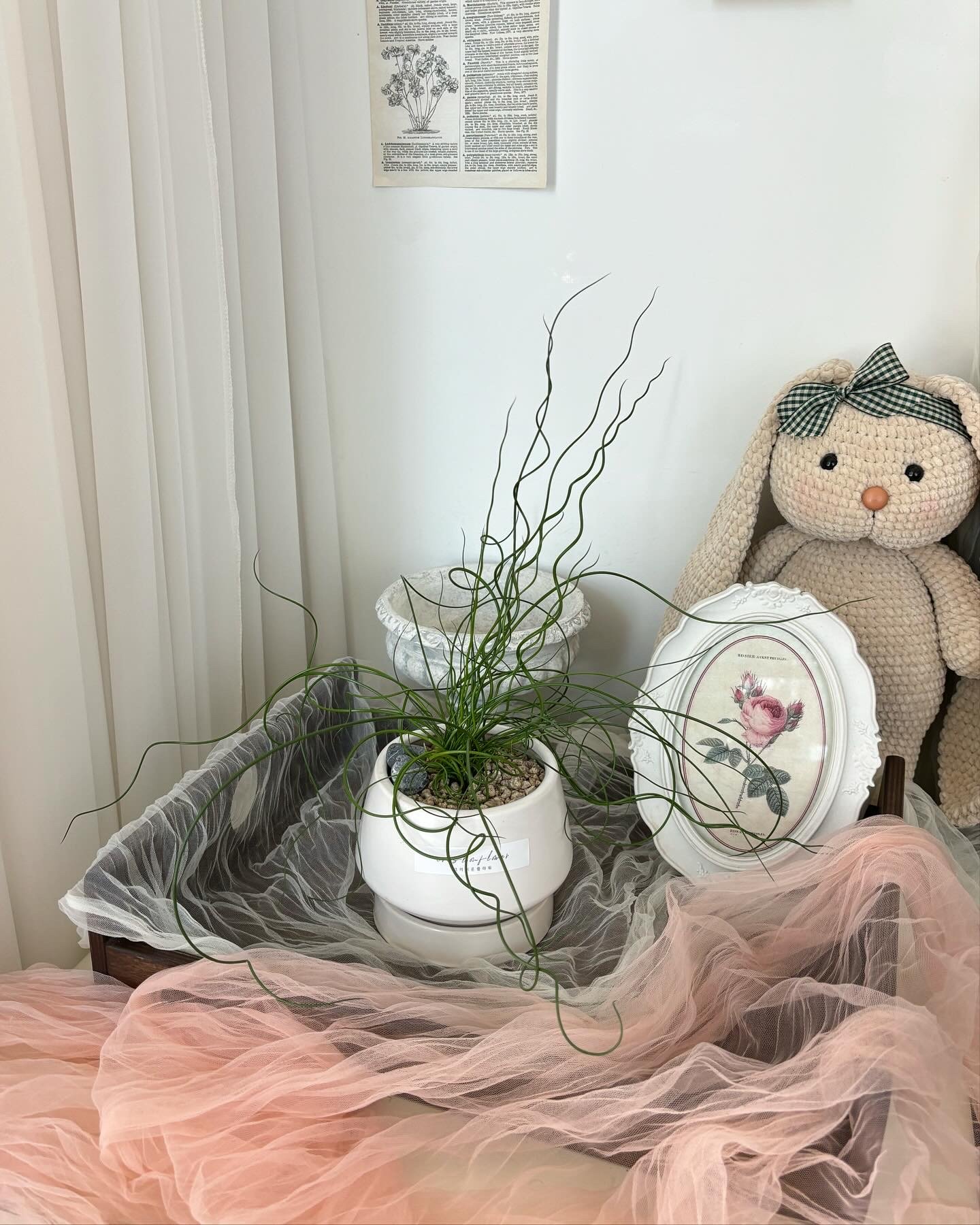 스프링골풀 배민 장보기∙쇼핑