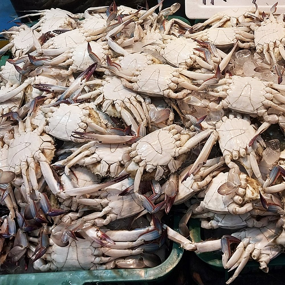 꽃게탕 꽃게찜 국산 생물 숫게 1kg 중동 조아수산 배민 장보기∙쇼핑