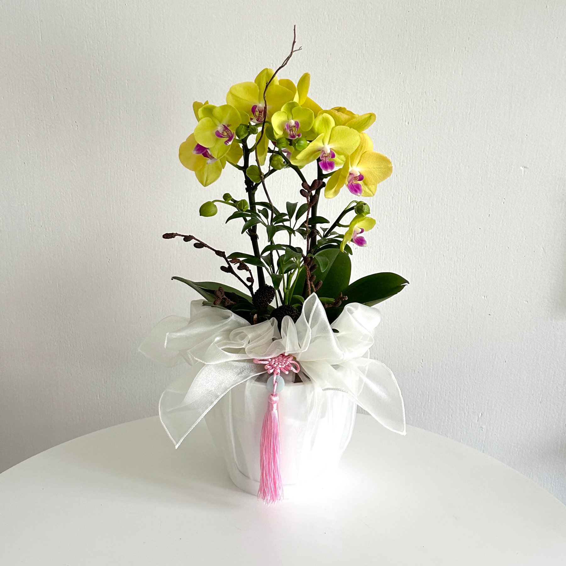 서양란 화분 배민 장보기∙쇼핑