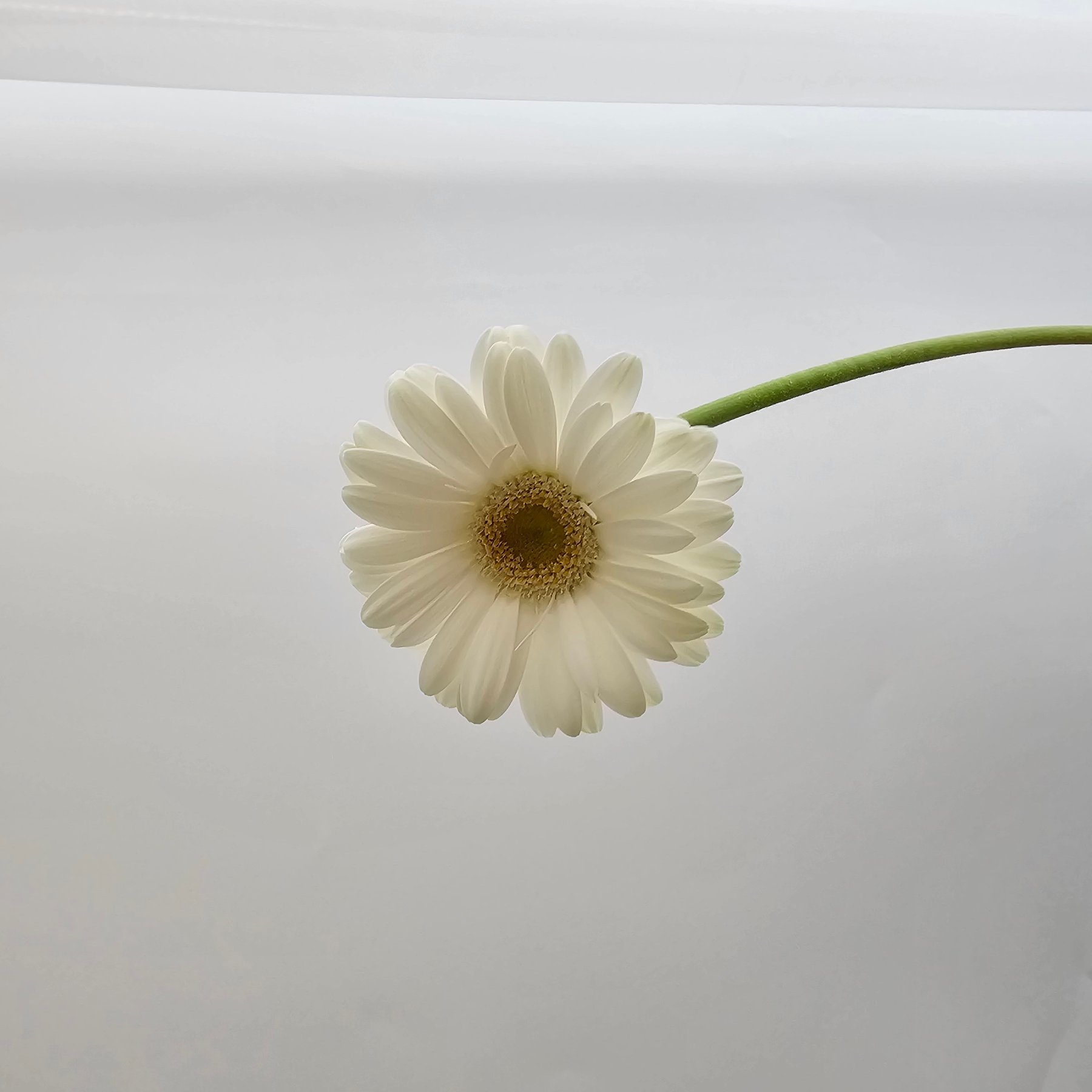 화이트 계열 꽃 배민 장보기∙쇼핑