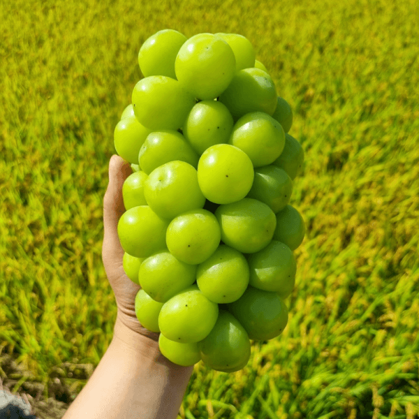 프리미엄 샤인머스캣 900g이상 배민 장보기∙쇼핑