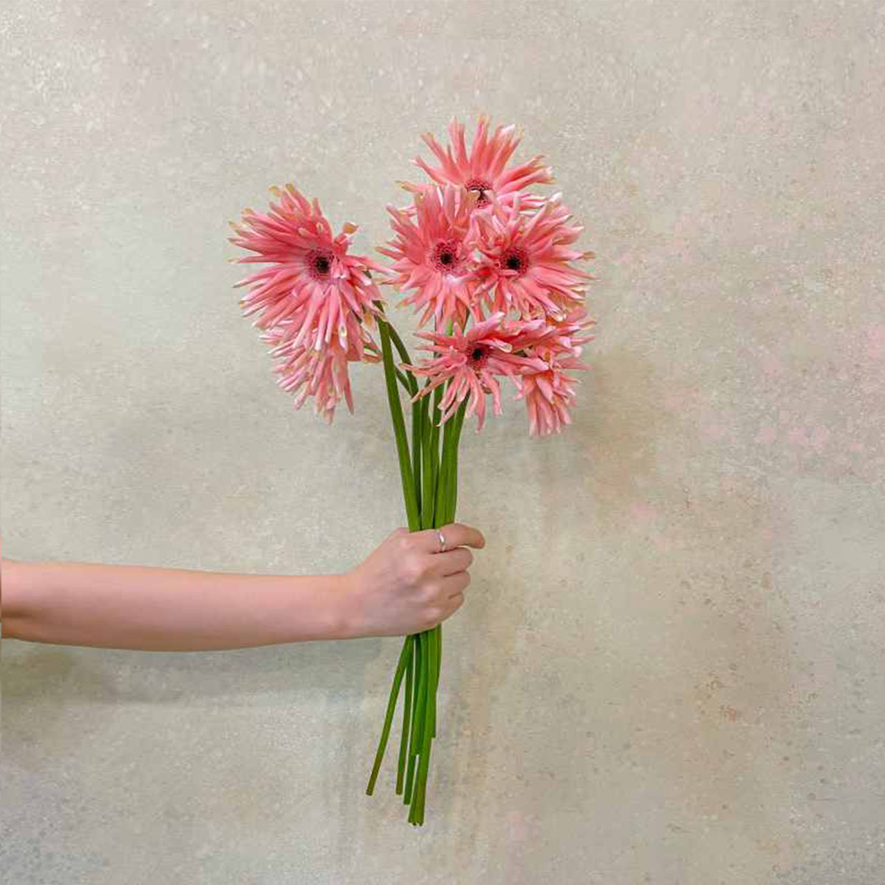 Simple 거베라 파스타거베라 생화꽃다발 배민 장보기∙쇼핑