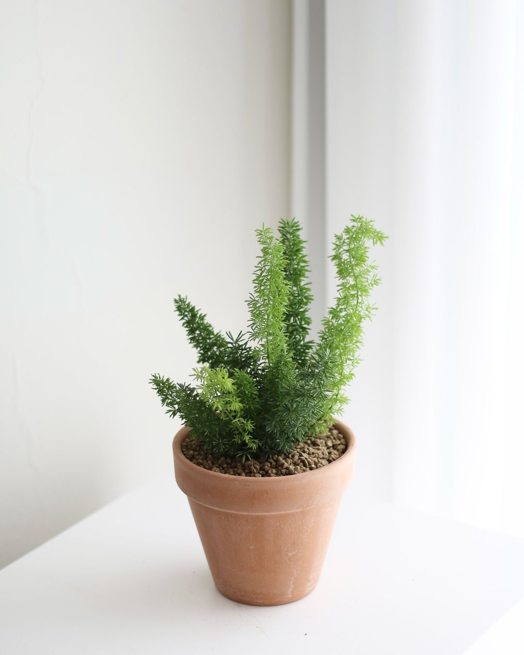 아스파라거스 메이리 화분 배민 장보기∙쇼핑