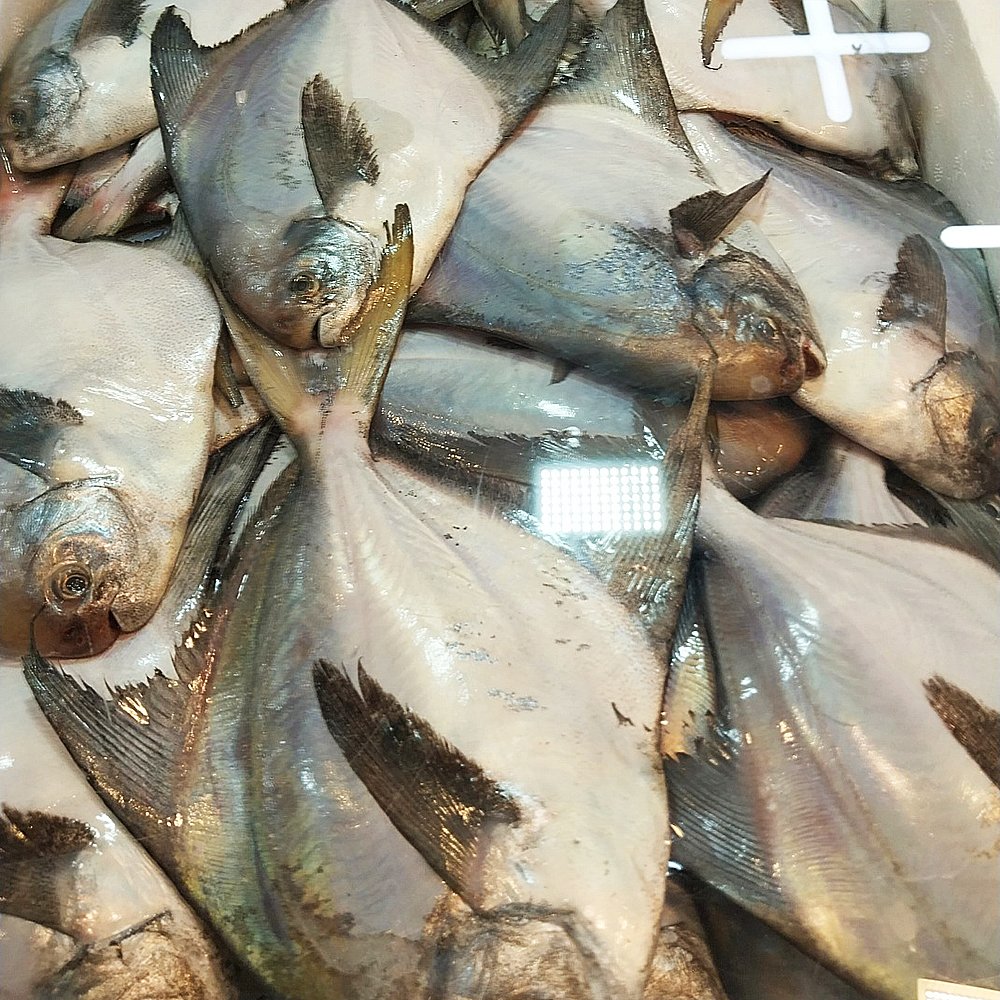 구이용 조림용 국산 생물 병어 1마리 중동 조아수산 배민 장보기∙쇼핑