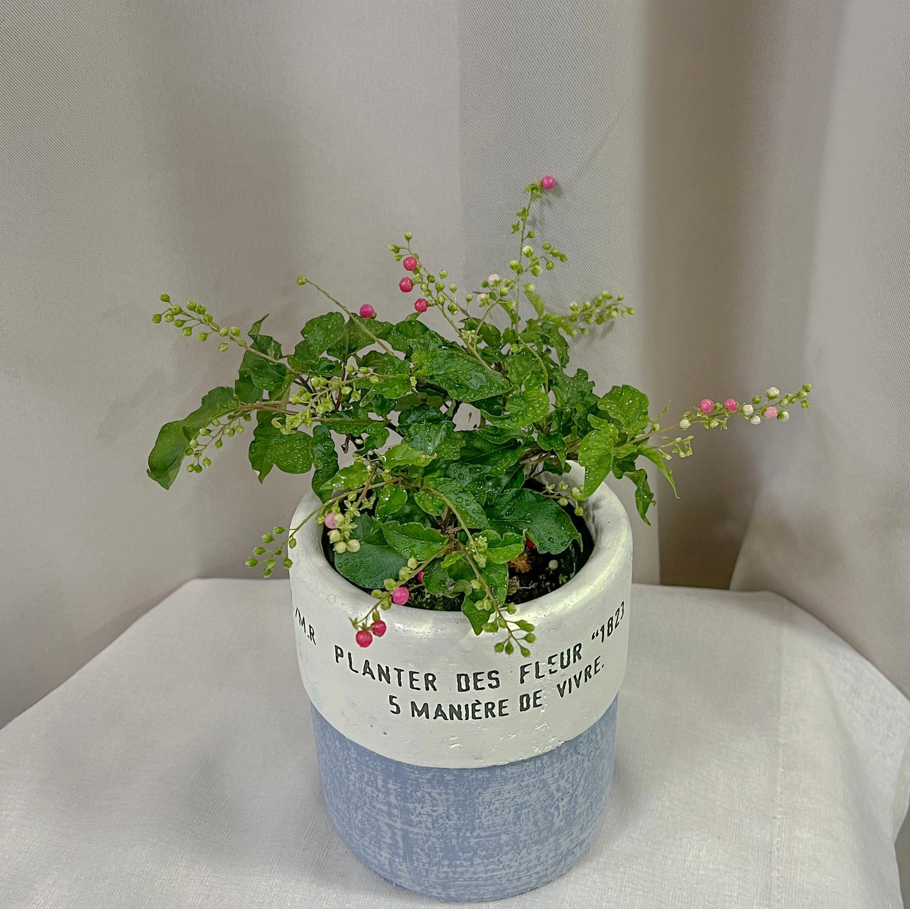 리비나후밀리스 화분 배민 장보기∙쇼핑
