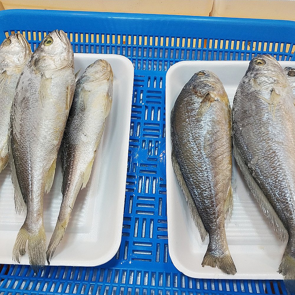 깨끗하게 손질한 말린조기 中大 사이즈 선택가능 중동 조아수산 배민 장보기∙쇼핑
