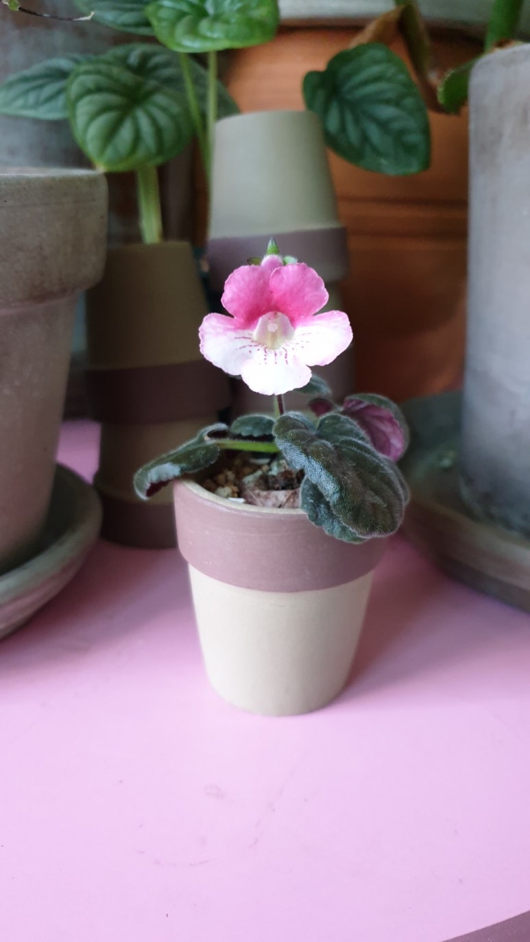 래빗 배민 장보기∙쇼핑