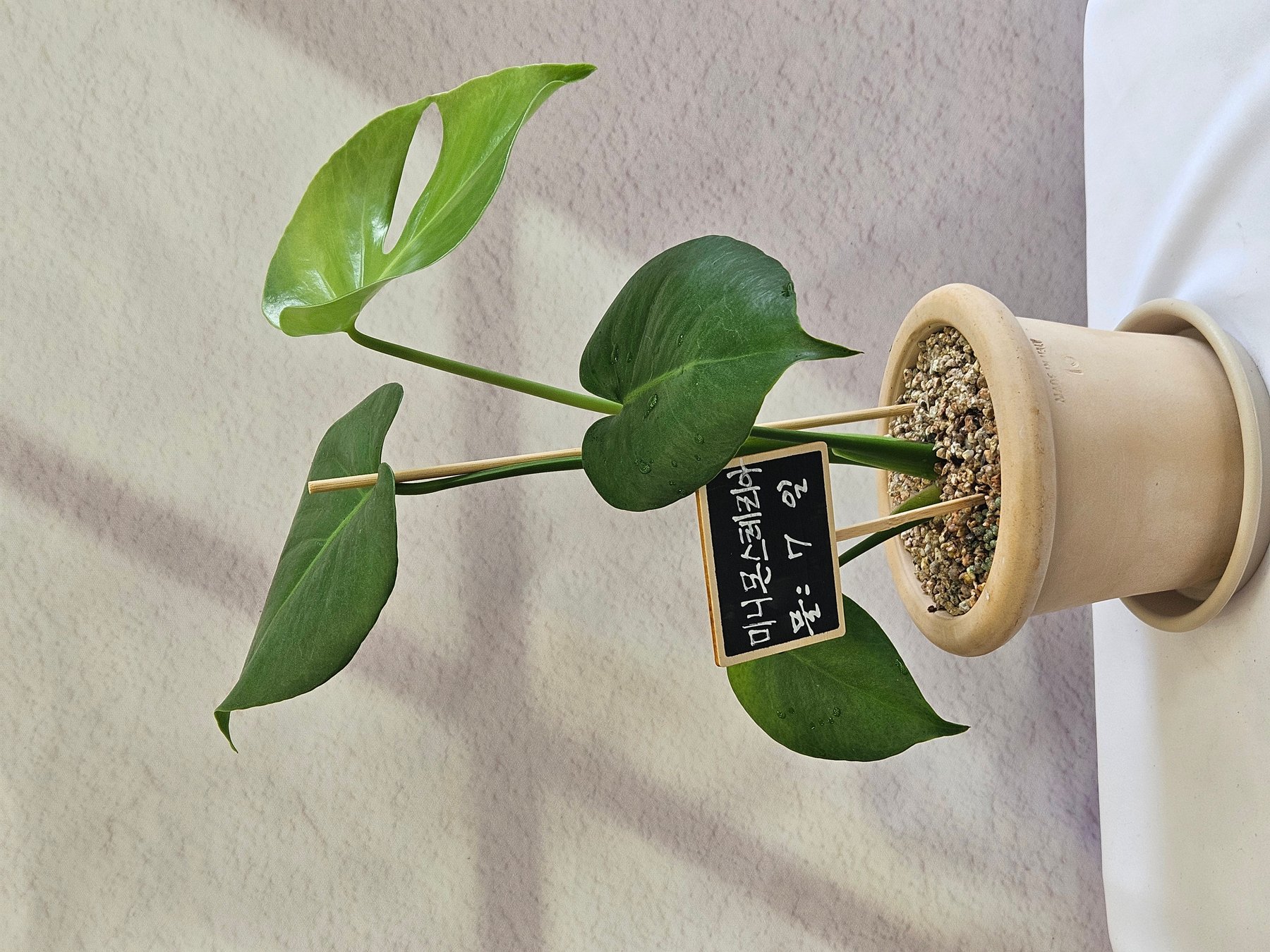 몬스테라 배민 장보기∙쇼핑