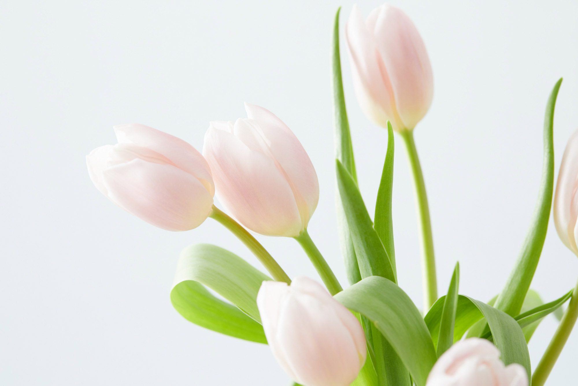 튤립 연핑크 한송이 배민 장보기∙쇼핑