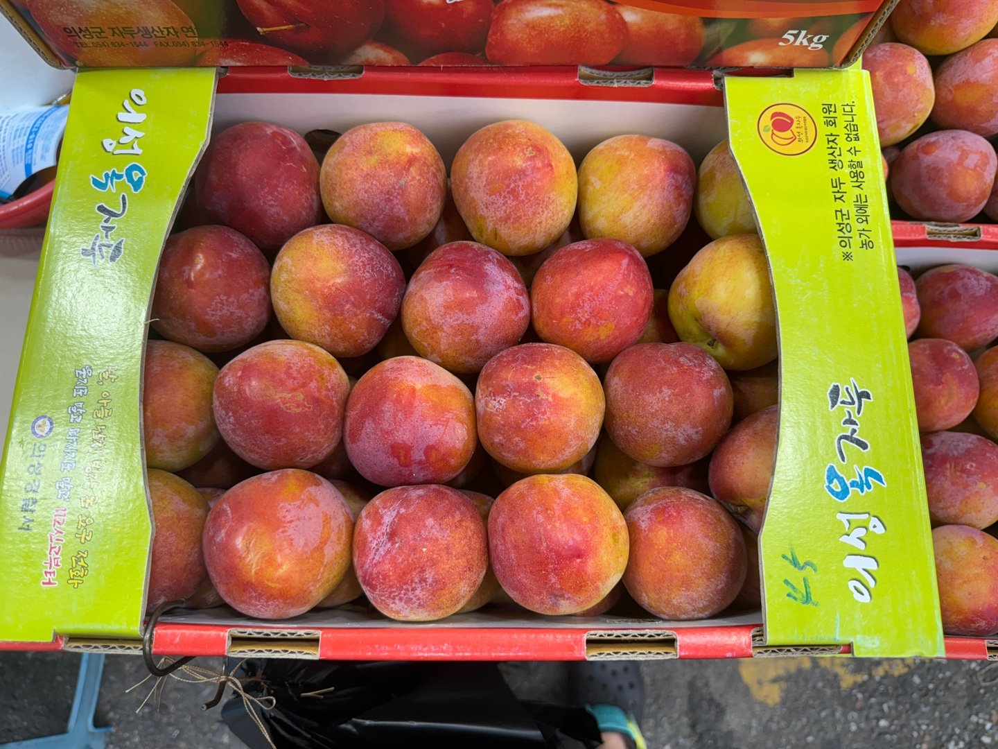 도담 자두 왕특 5kg 1box등록반려상품정보제공고시 정확한 소비기한 등록필요 배민 장보기∙쇼핑