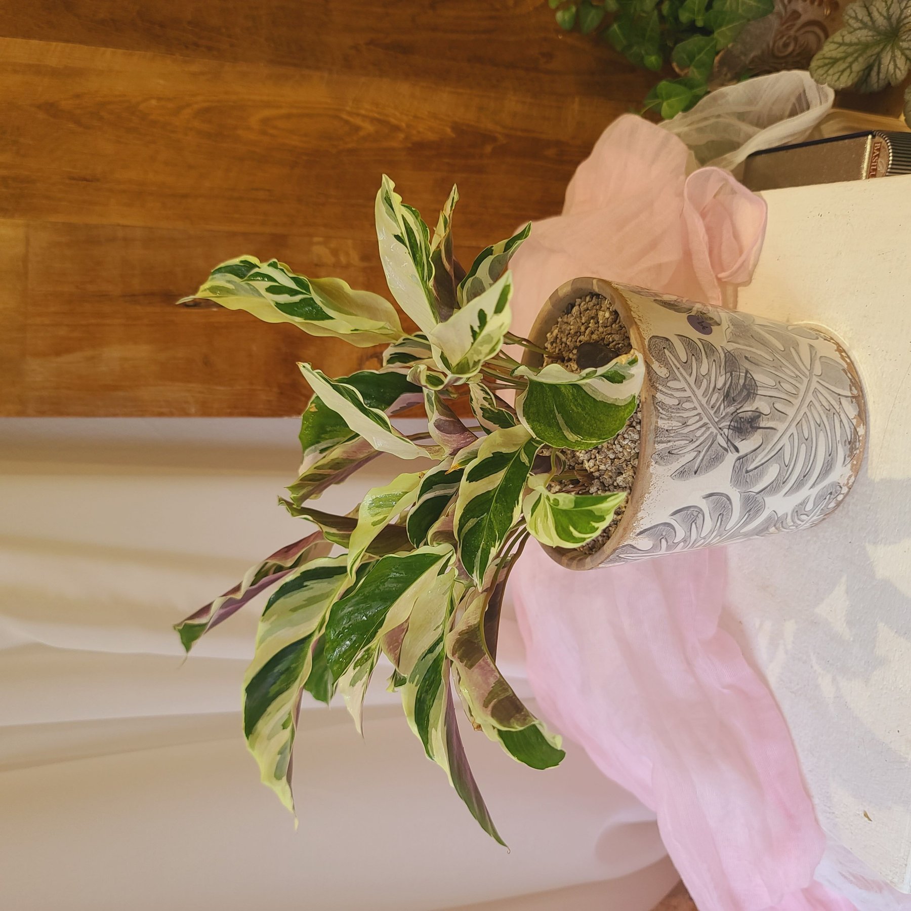 칼라데아 퓨전화이트 배민 장보기∙쇼핑