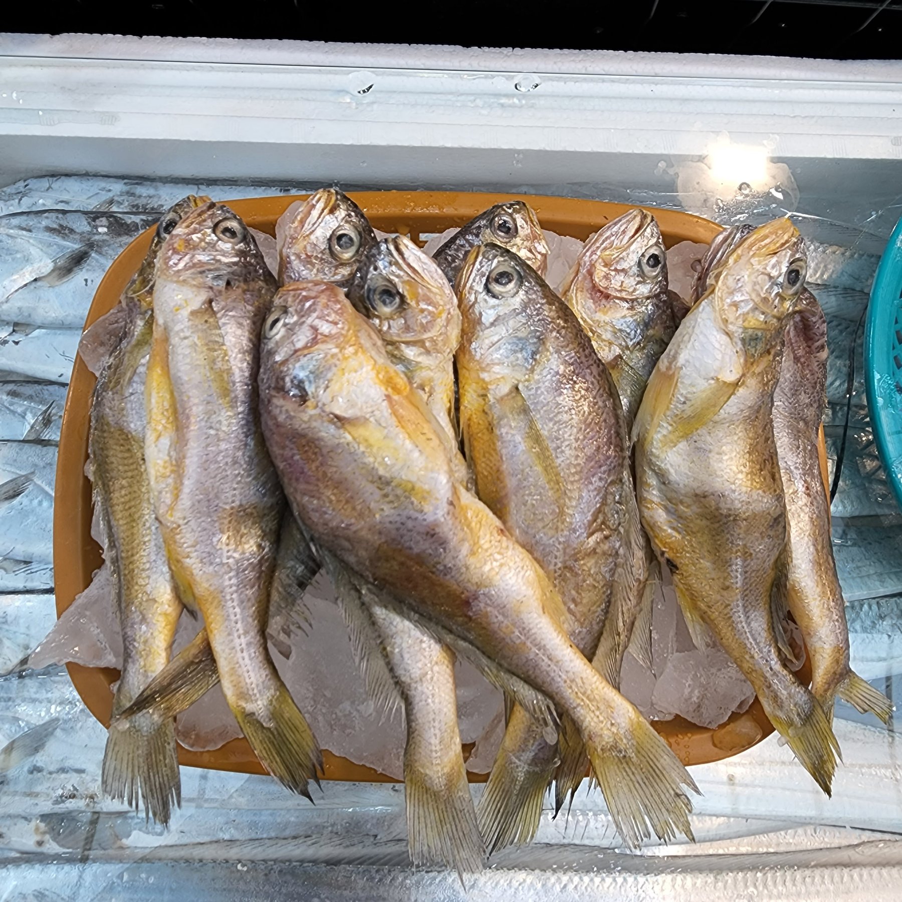 국산 냉동 참조기 10마리 중동 빛고을수산 배민 장보기∙쇼핑