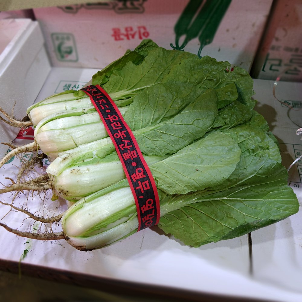 속 찬 얼갈이배추 1단 한민 호진네야채 배민 장보기∙쇼핑