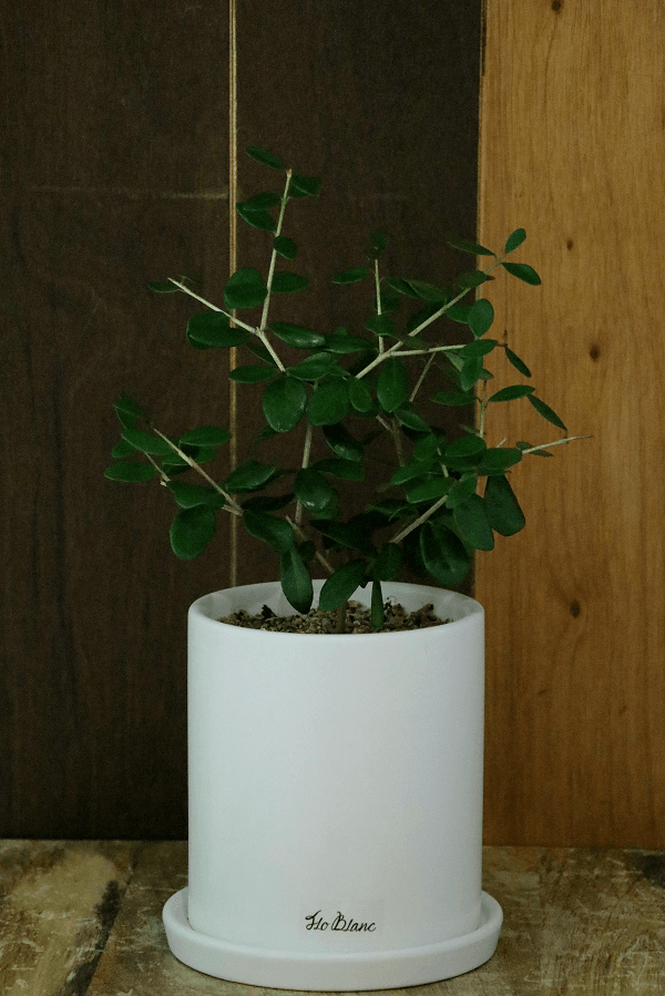 올리브나무 배민 장보기∙쇼핑